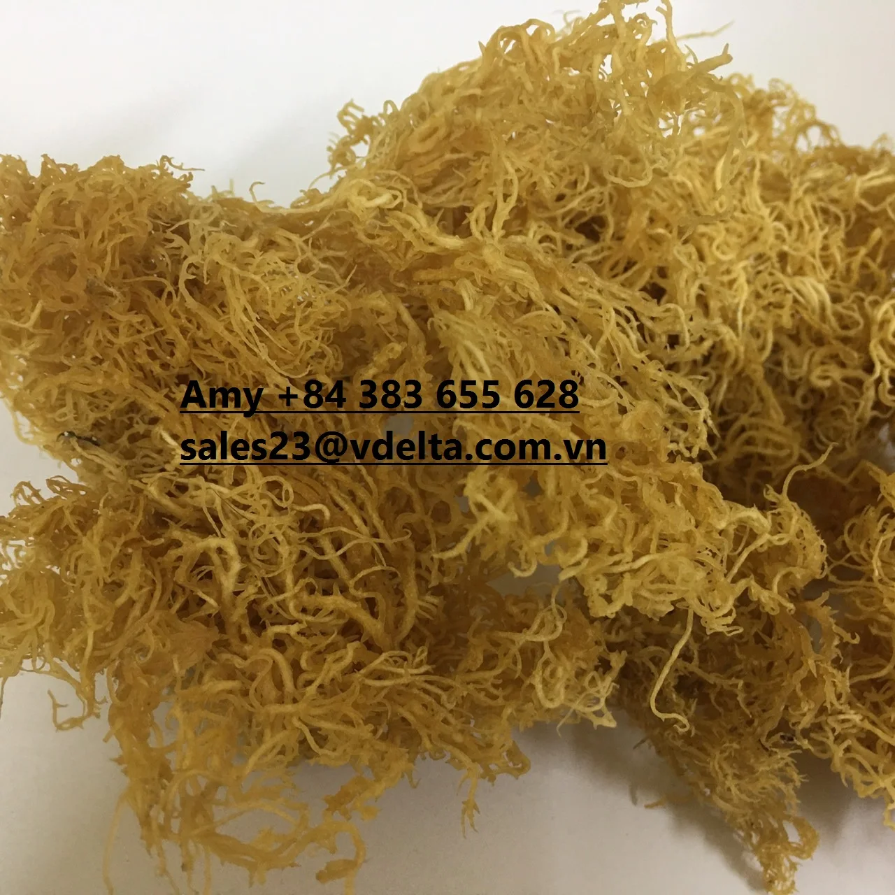 Sea Moss (raw) - Irish Moss,Chondrus Crispus Wildcrafted Wild Sea ...