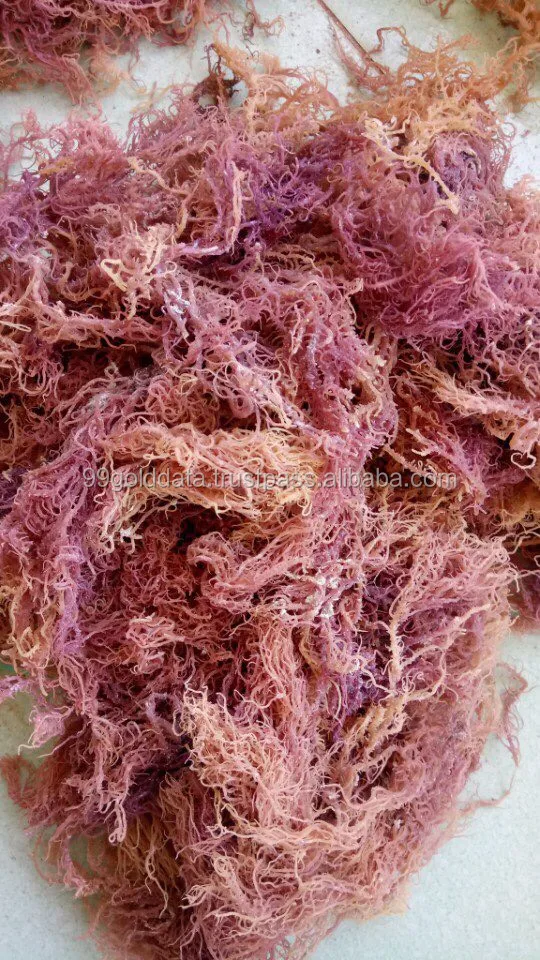 Bulk Quantity Dried Irish Sea Moss / Eucheuma Cottonii Seaweed Sun ...