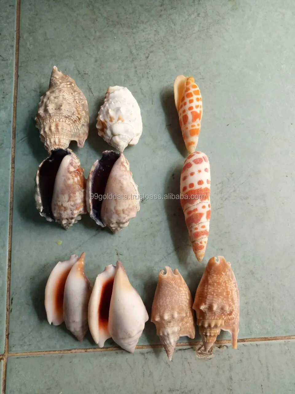 Cowrie Shells/vietnam Cowrie Shells( 0084587176063 Whatsapp) - Buy ...