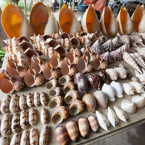 Seashell Trumpet - Natural Decorative Handicraft from Vietnam