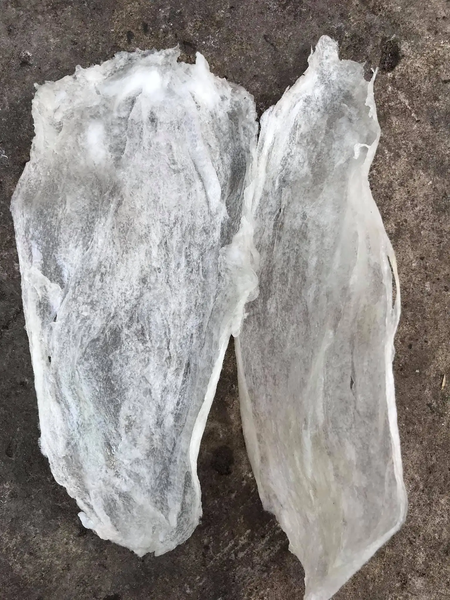 Fish Glue Rich In Collagen Dried Seafood Fish Maw Roll Natural Sun ...