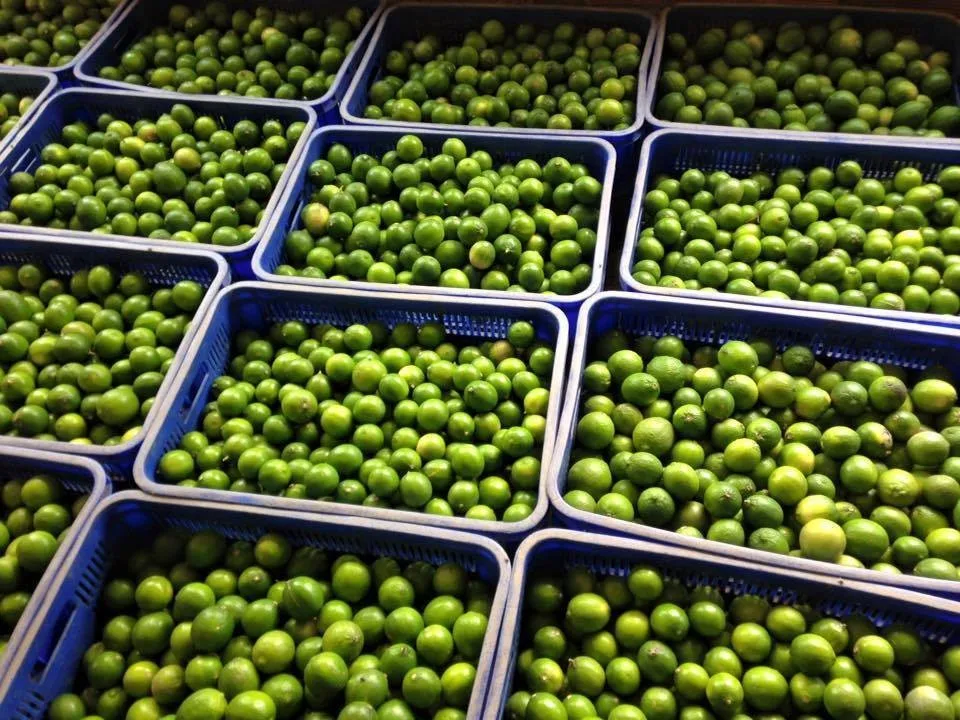 Vietnamese Fresh Lime & Lemon Green Citrus Fruit Export