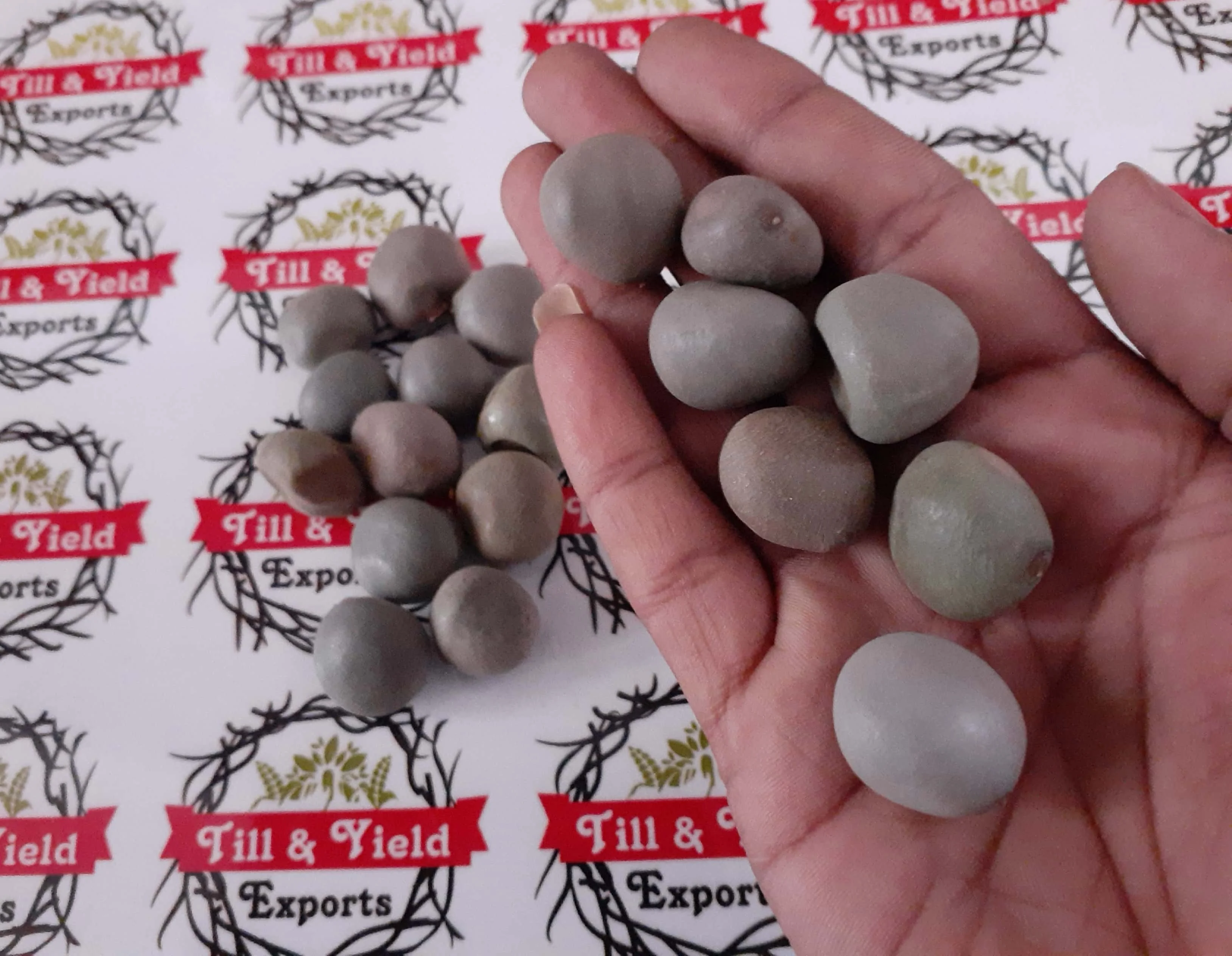 Gataran - Sagargota - Karanjwa - Caesalpinia Bonduc Latakaranja Is A ...