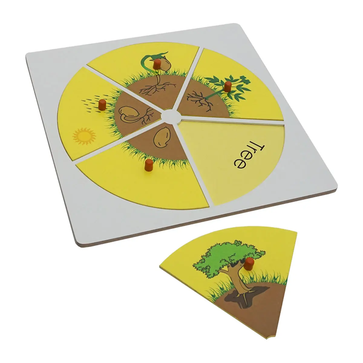 Early Learning Kids Montessori Botany Teaching Aids Evolution Life ...