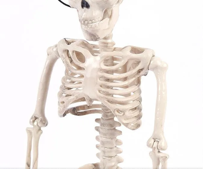 Vietnam Custom Halloween Decoration - EVA Skeleton Model