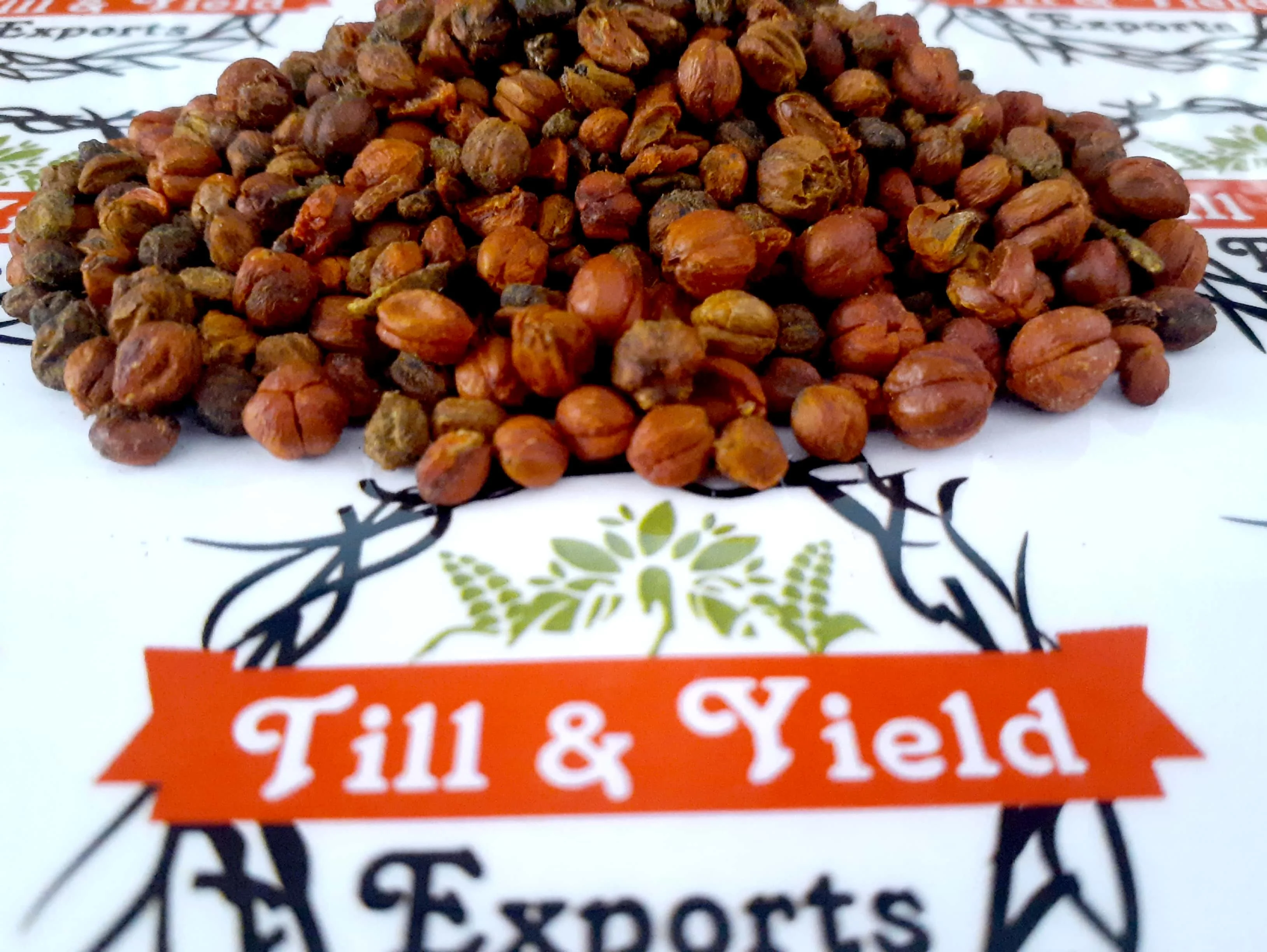 Wholesale Price Malkangni Seed - Indian Origin Celastrus Paniculatus ...