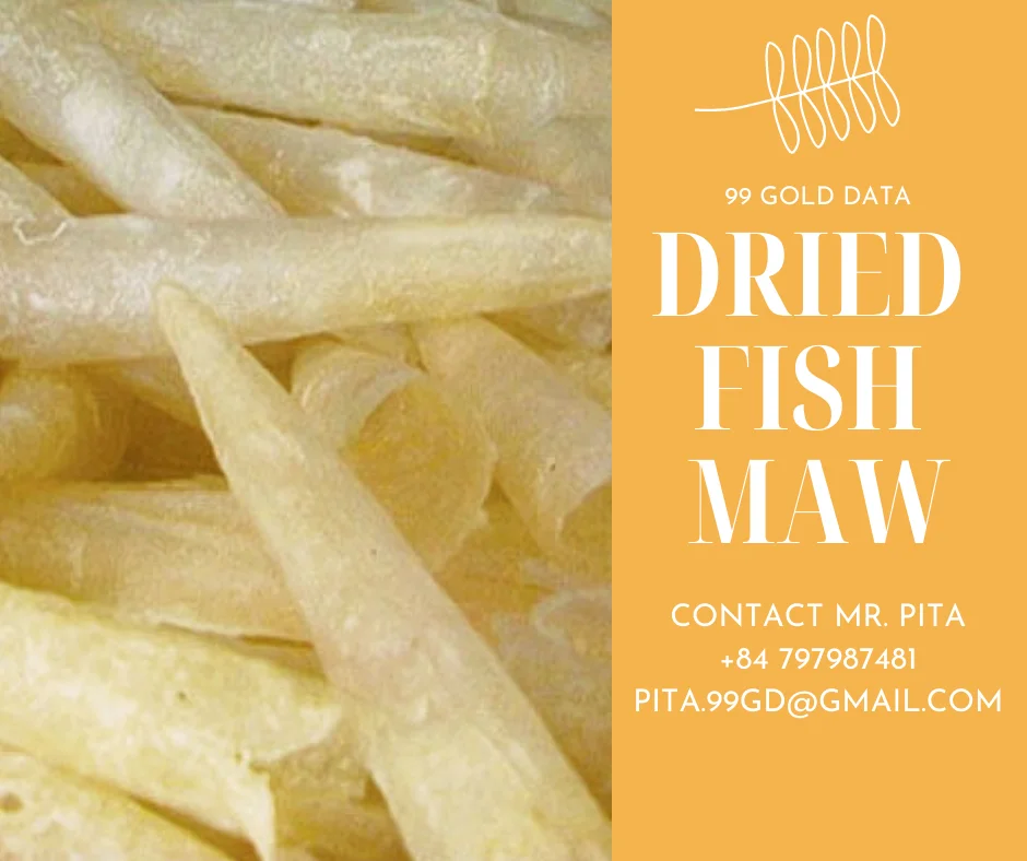 Fish Glue Rich In Collagen Dried Seafood Fish Maw Roll Natural Sun ...