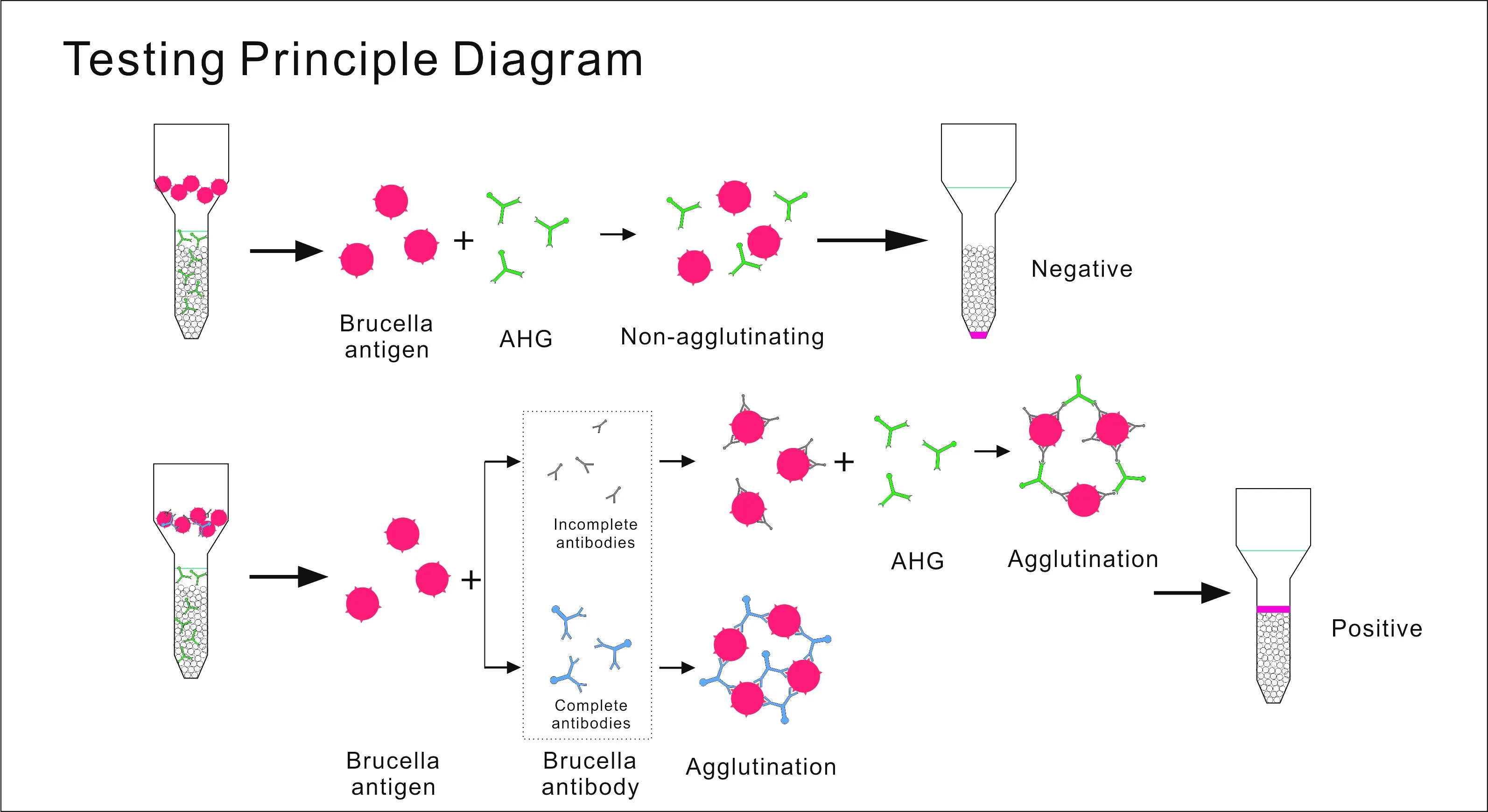 Brucella Rapid Test Kit - Reliable Diagnosis for Brucellosis