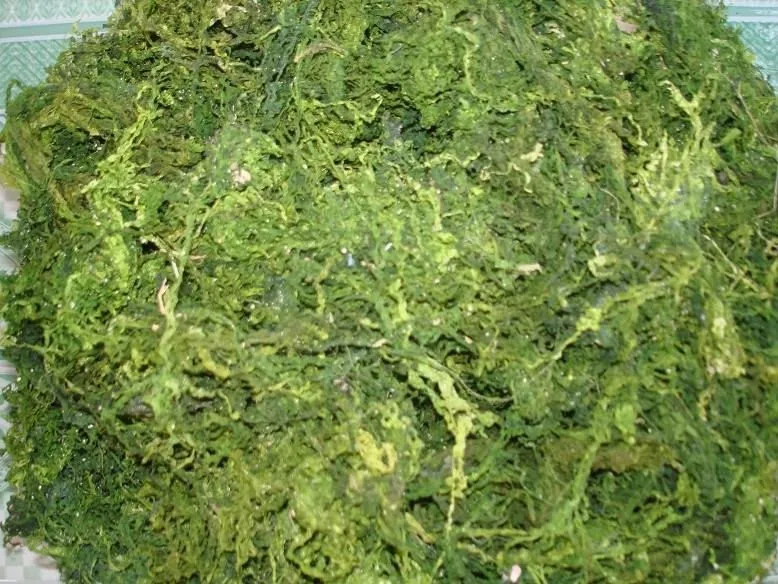 Organic Seaweed Powder / Ulva Lactuca Seaweed/vivian Ha - Buy Seaweed ...