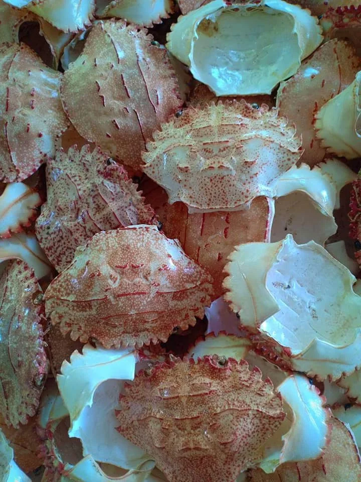 Clean Crab Shell/ Whole Dried Crab Shell/ Beautiful Crab Shell Holiday ...