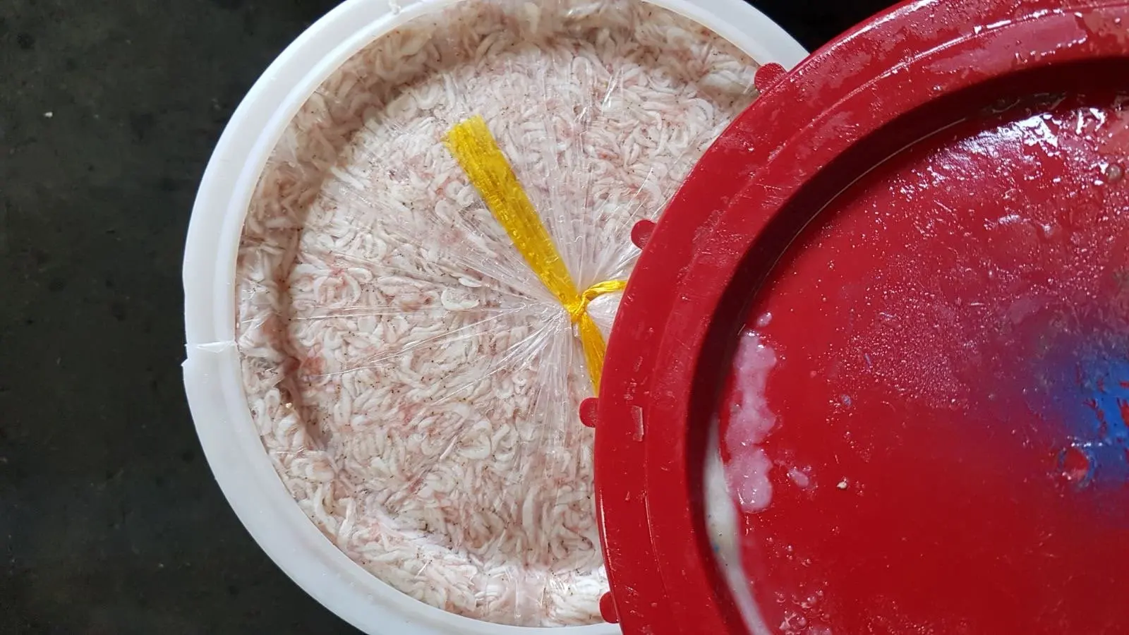 Salted Fermented Baby Shrimp (saeujeot) for Kimchi