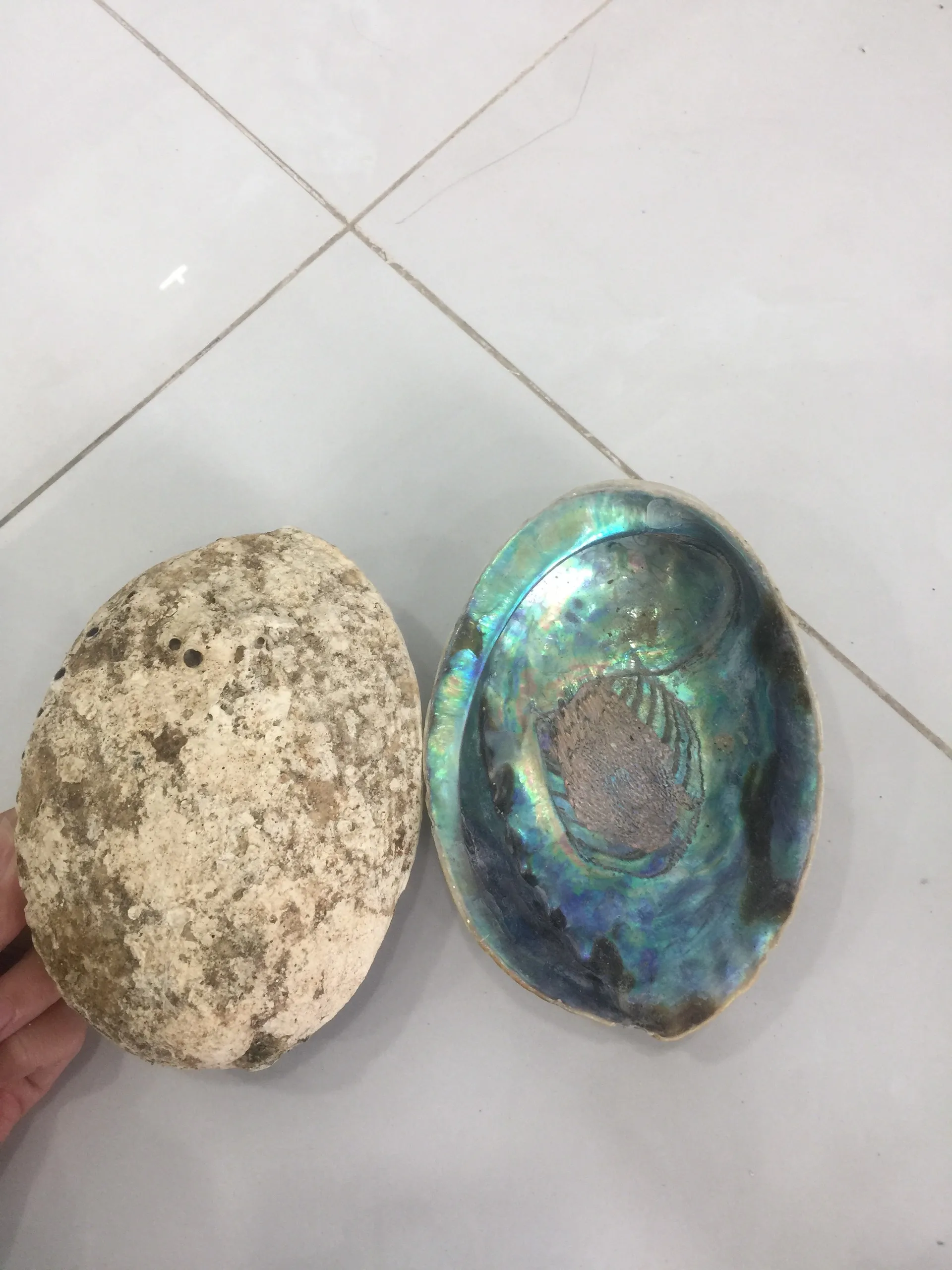 Abalone Sea - Multicolor Abalone Shell Suppliers And Manufacturers ...