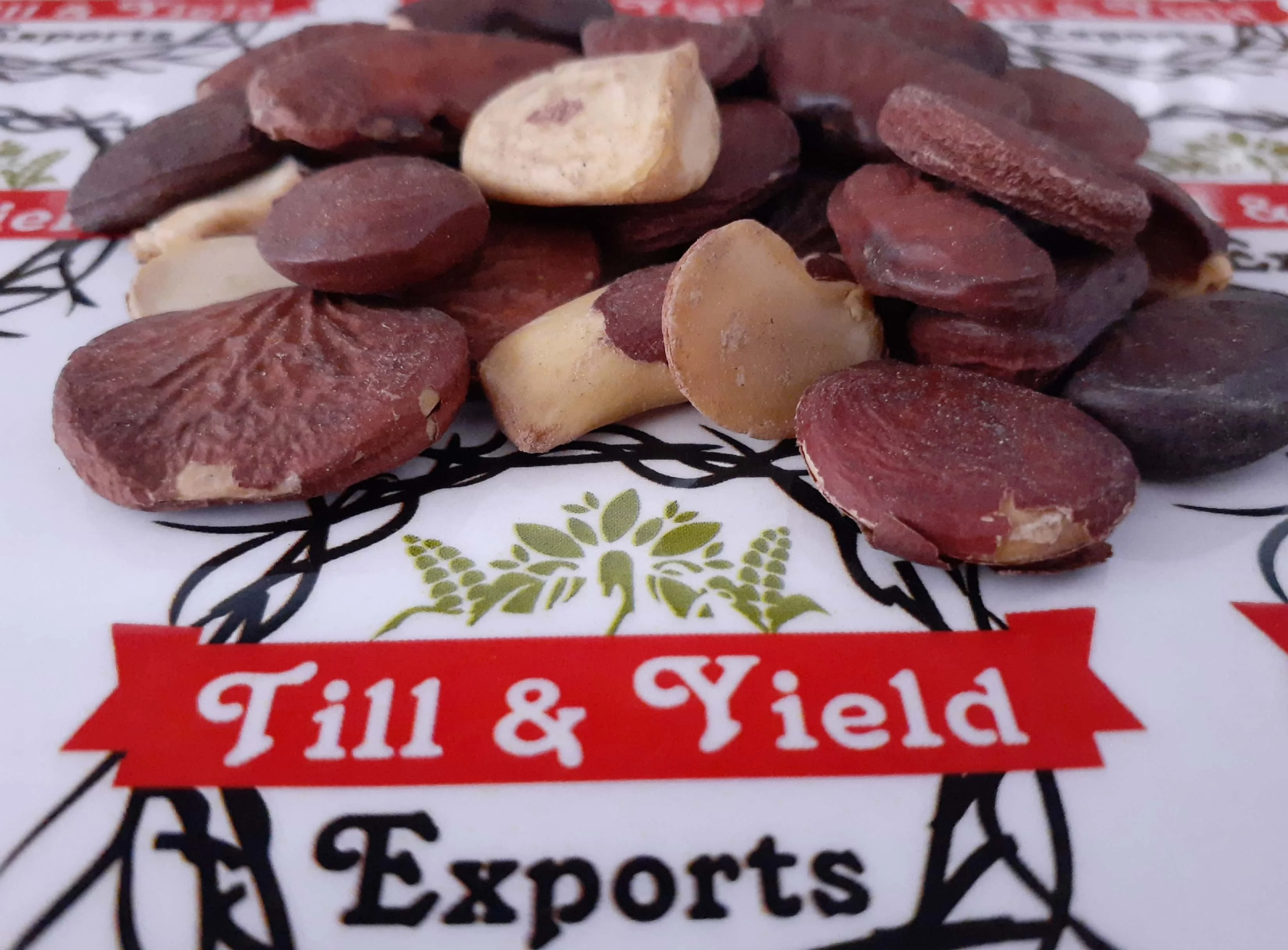 Karanji(pongamia Pinnata) - Seed,Pod & Powder - Buy Karanji,Karanj Seed ...