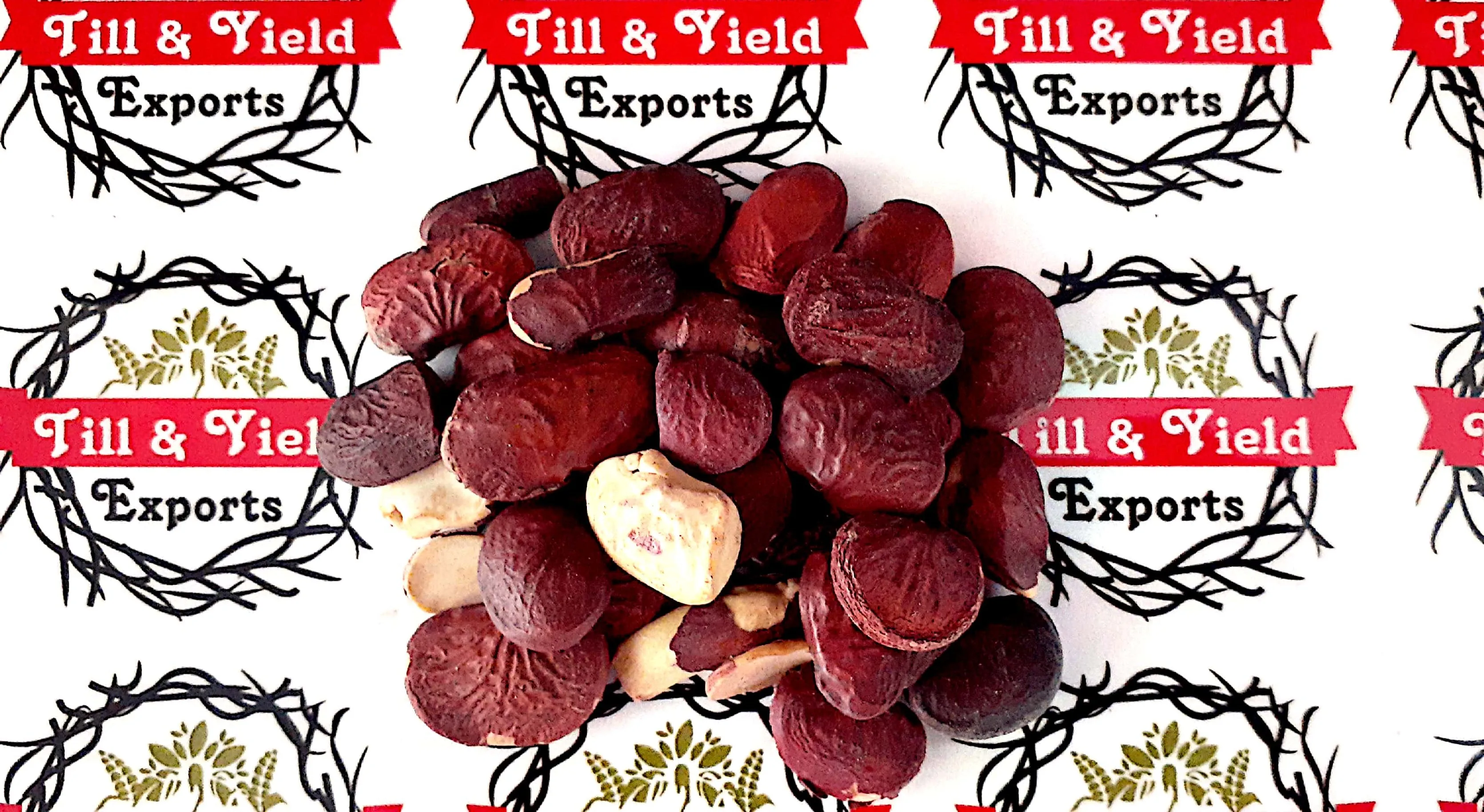 Karanji(pongamia Pinnata) - Seed,Pod & Powder - Buy Karanji,Karanj Seed ...