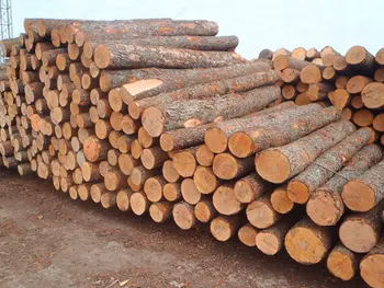 Spruce Logs - Buy Spruce Wood Logs,Round Log,Spruce Wood Logs Product ...
