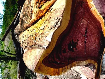 Katalox Swartzia Cubensis Purpleheart Logs Premium Grade - Buy Logs ...