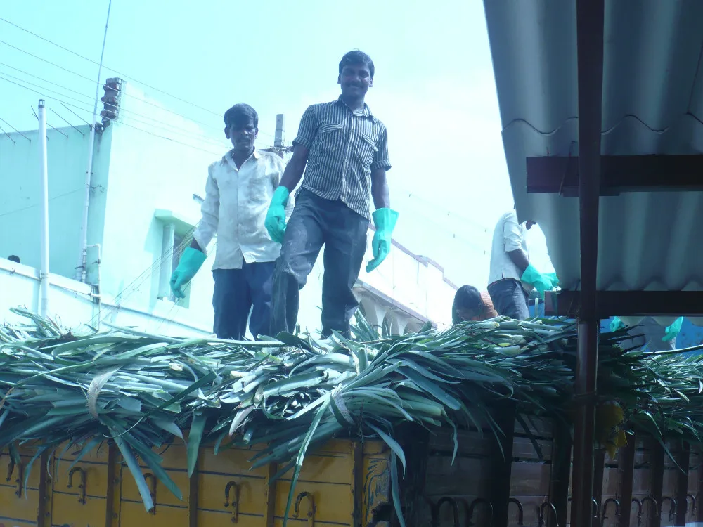 Natural Pineapple Fibre - Sustainable and Versatile Material