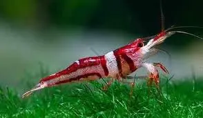 Shrimp Invertebrate Live Ornamental / Tropical Fish For Freshwater ...