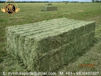 Premium Quality Alfalfa Hay In Bales (protein - 23%) - Buy Hay And ...