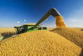 Corn From Ukraine - Buy Corn,Feed Corn,Corn Ukraine Product on Alibaba.com