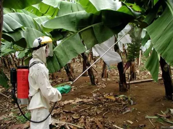 Agro Foliar Liquid Fertilizer For Cacao / Individual Composition For ...
