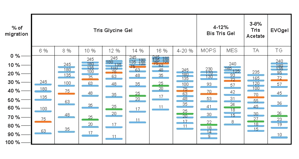 Blueye_10 to 245 Kda Prestained Protein Ladder for SDS PAGE