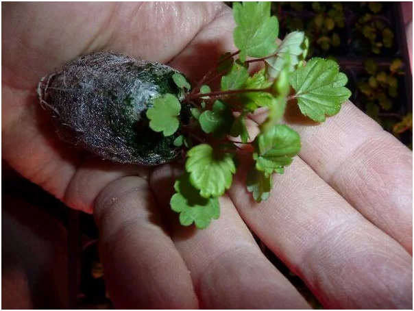 Coco Peat Rooting Plug - Coco Coir Brick For Planting Coconut Coir ...