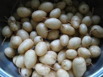 TOPI TAMBO / CALATHEA ALLOUIA - Vietnamese Water Chestnut