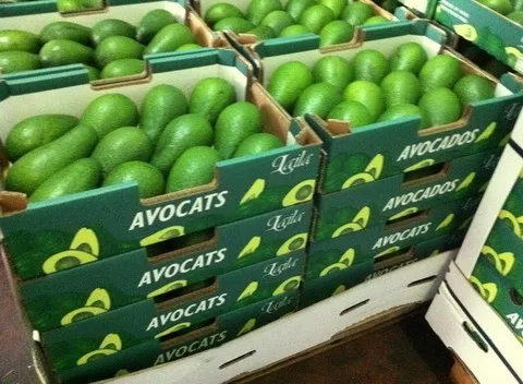 HOT SELLING FRESH AVOCADO - VIET DELTA Grade AAA Quality