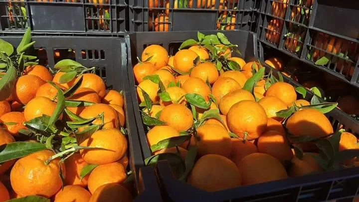 Fresh Mandarin From Egypt,Sweet Mandarin - Buy Honey Mandarin,Kino ...