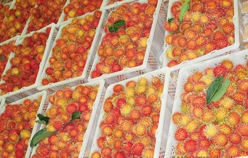 Canned Rambutan In Syrup/canned Rambutan Whatsapp +84 845 639639 - Buy ...