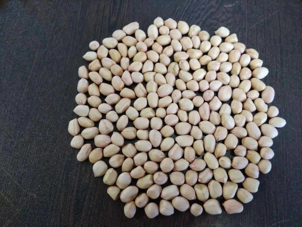 Groundnut Java 50/60 Peanut Kernels Origin Rajasthan From Nik-may ...