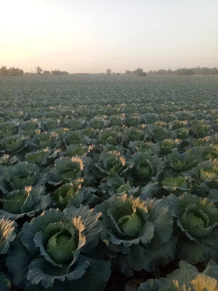 Fresh Wholesale Cabbage - ISO Certified Organic Quality