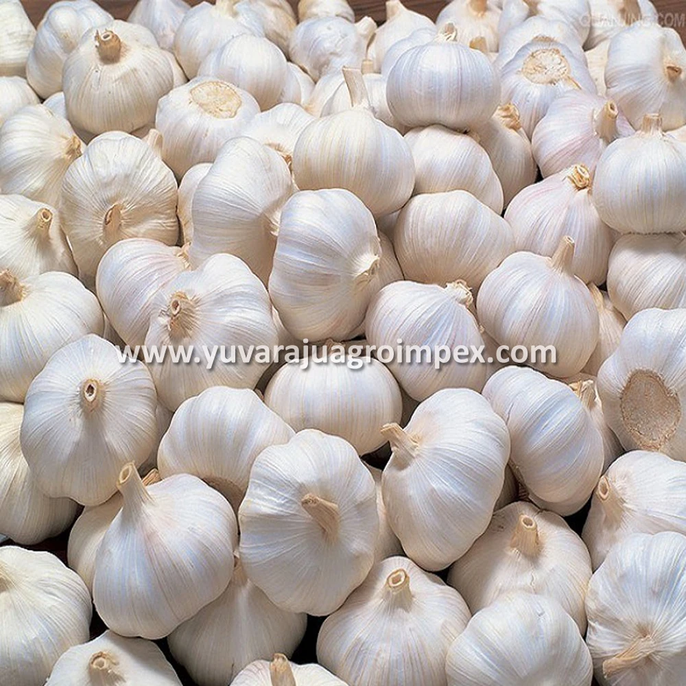 Fresh White Garlic Exporter To Indonesia/south Korea/belgium/sweden ...