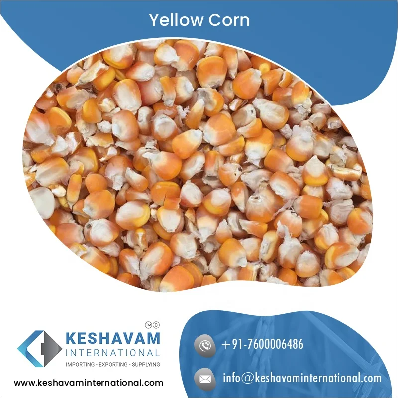 New Crop Yellow Corn From Worldwide Supplier - Buy Yellow Corn,Yellow ...