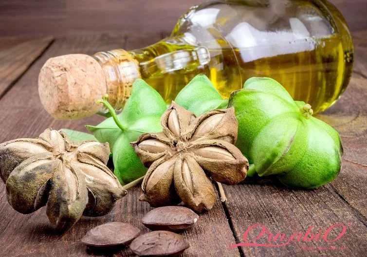 Wholesale Inca Nuts - Sacha Inchi Nuts/ Mountain Nuts From Vietnam ...