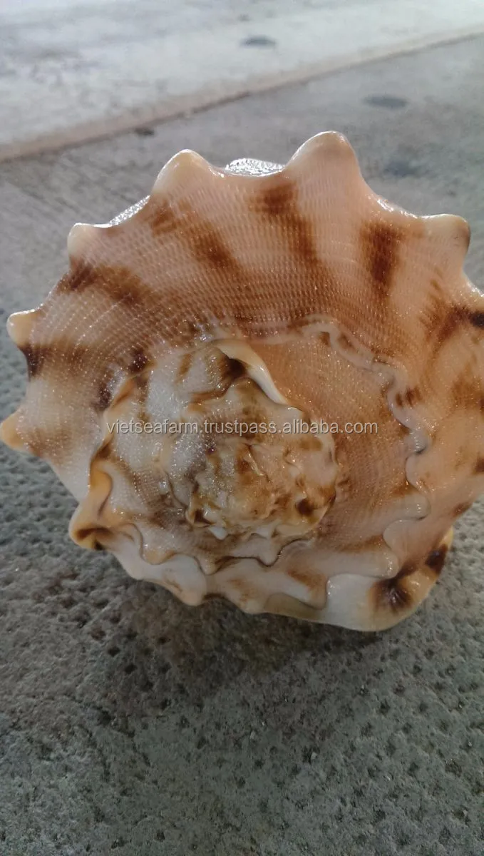 Seashell From The Most Gorgeous Beach Of Vietnam - Buy Vietnam Seashell ... Seashell From The Most Gorgeous Beach Of Vietnam - Buy Vietnam Seashell ...