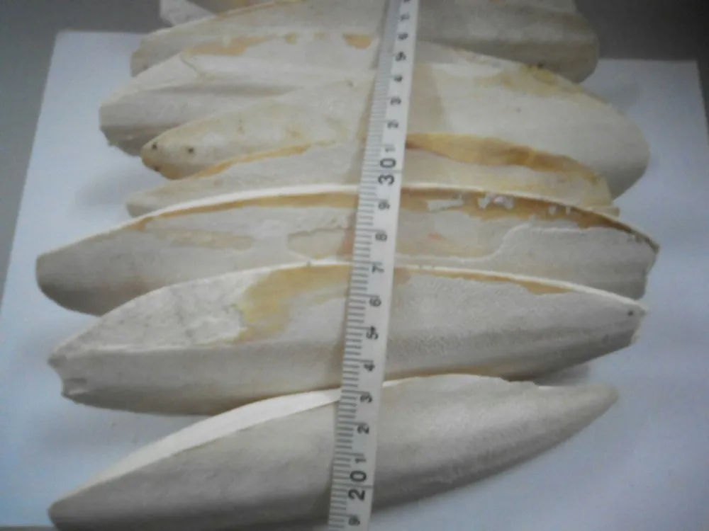 Cuttlefish Bone - High Quality from Viet Nam for Animal Feed