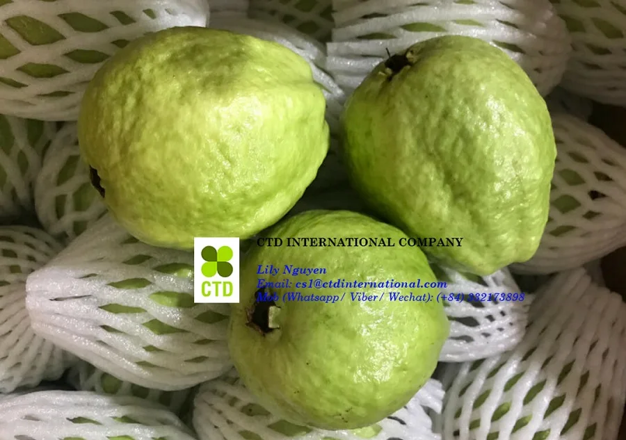 Fresh Guava For Sale_vietnam - Buy Fresh Guava,White Guava,Vietnam ...