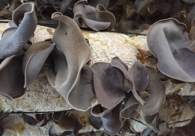 Seta De Orejas De Madera Seca,Seta Seca,Seta Negra De Vietnam En 2020 ...