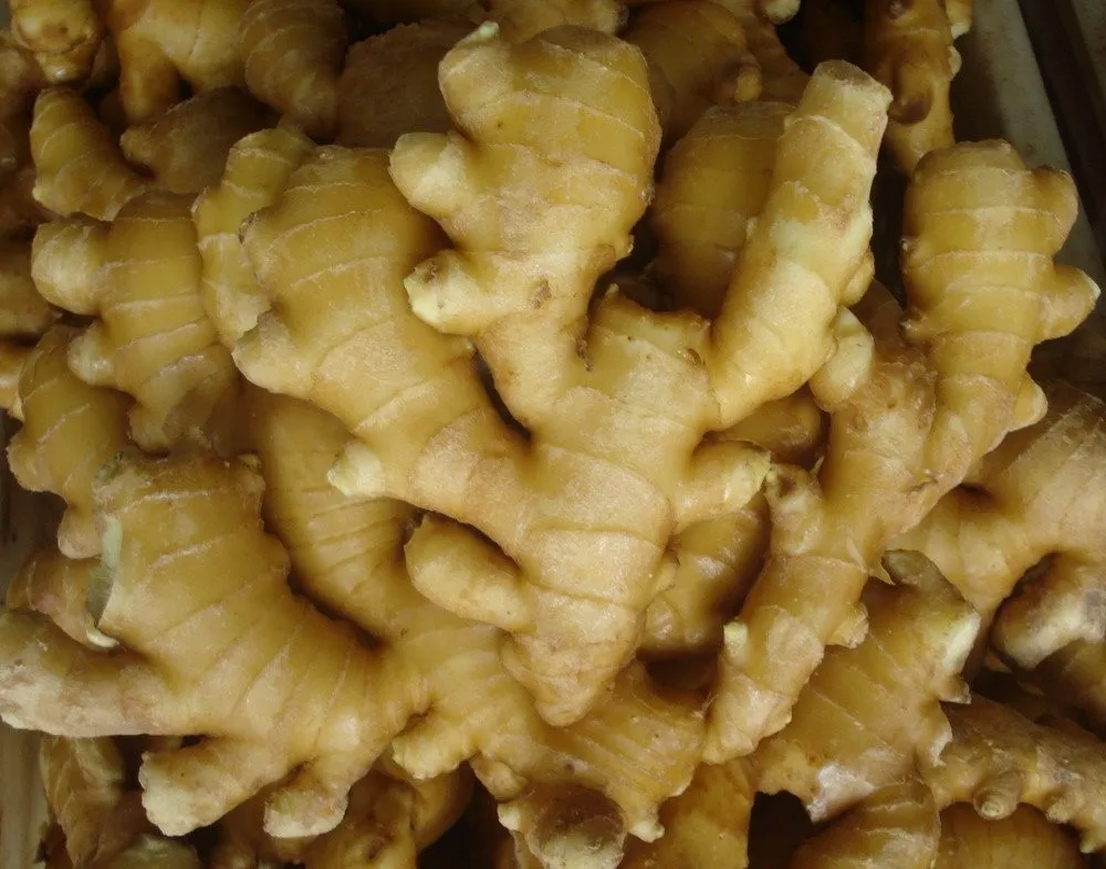 High Quality Fresh Ginger from Vietnam - Organic & Versatile