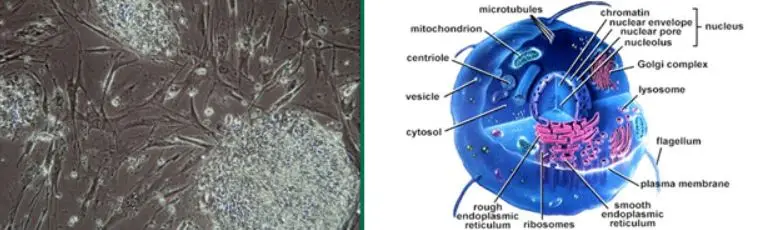 Polydeoxyribonucleotide *pdrn With Ha : Knee Osteoarthritis Injection ...
