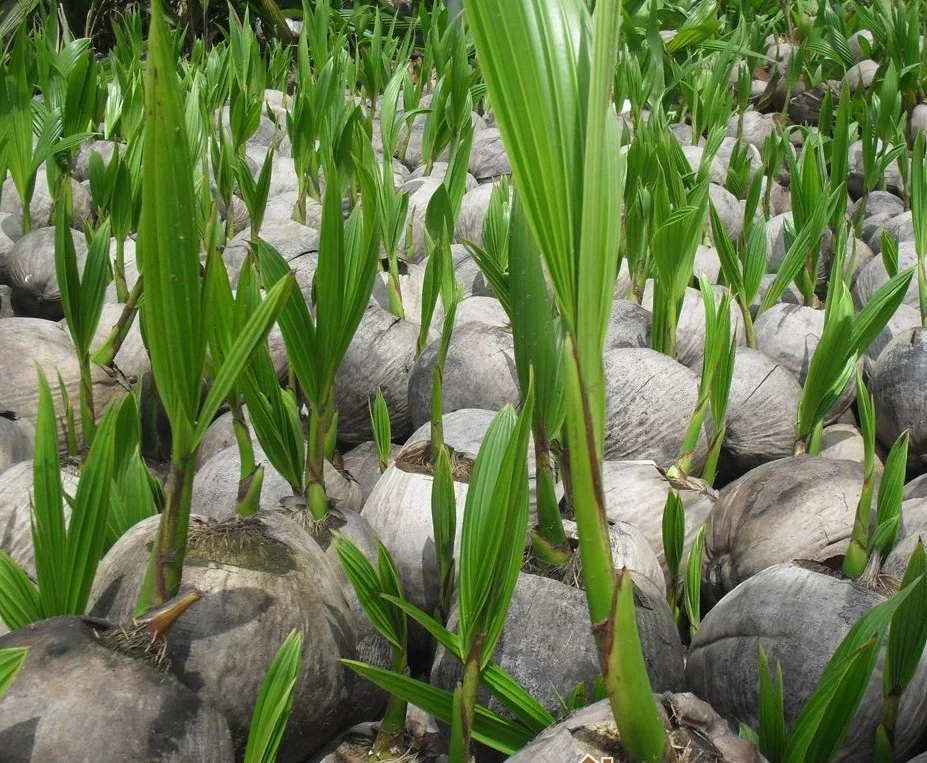 Sprouting Coconut/ Coconut Sprout - High Grade & Durable