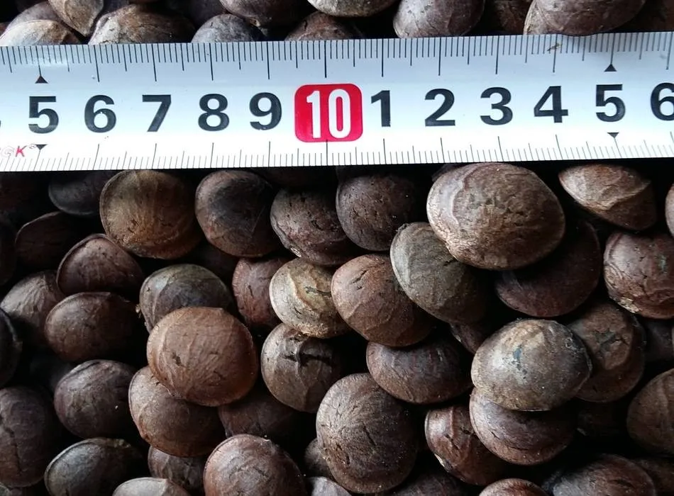 Wholesale Inca Nuts - Sacha Inchi Nuts/ Mountain Nuts From Vietnam ...