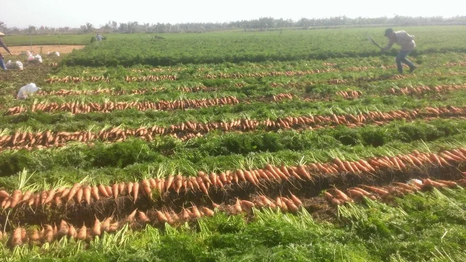 Vietnam Fresh Carrots - Global GAP Certified Export Standard