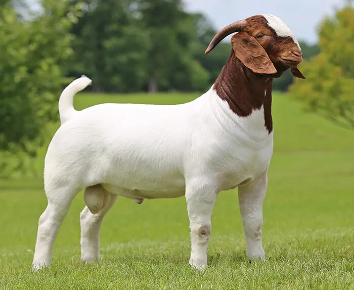 South African Life Kalahari Red Goats - Buy Saanen Goats Suppliers,Boer ...