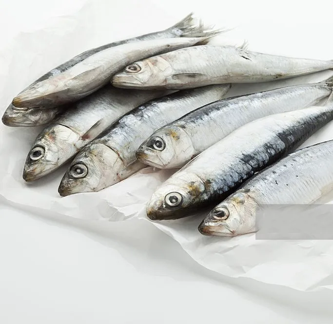 Sardine Pilchards Fish For Canning And For Bait - Buy All Types Of ...