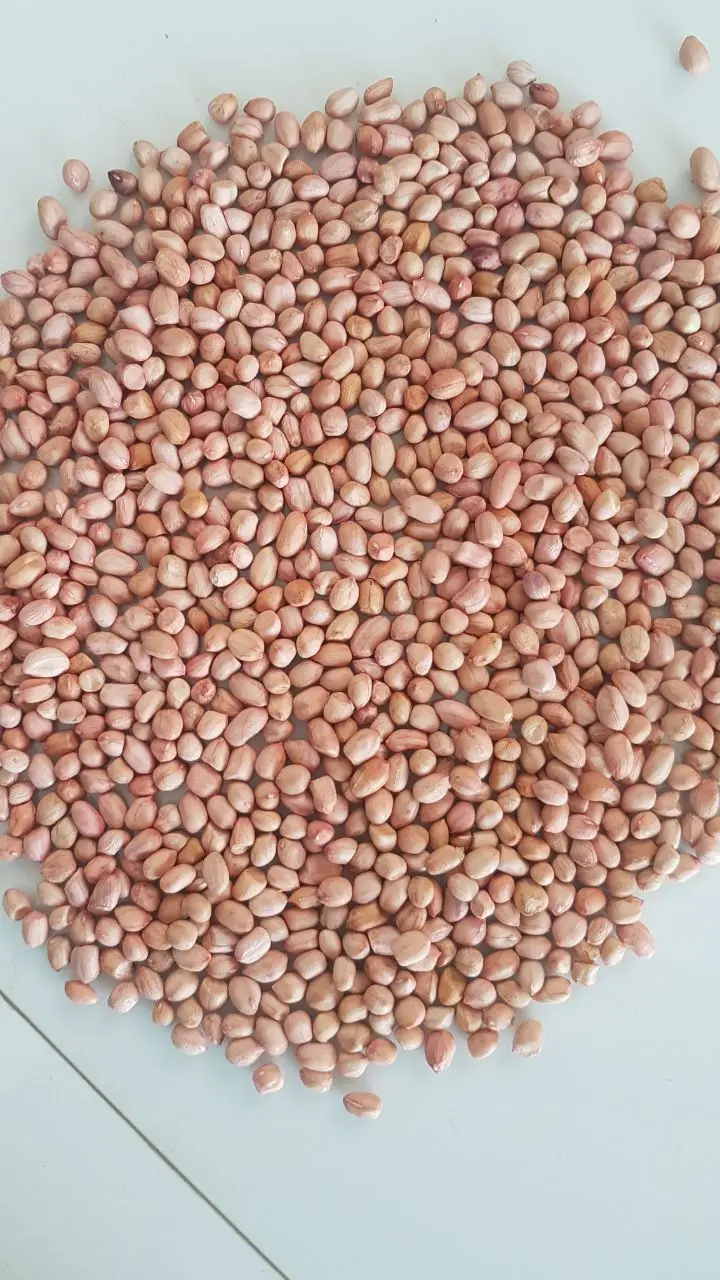 Groundnut Java 50/60 Peanut Kernels Origin Rajasthan From Nik-may ...