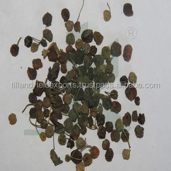Makoy (solanum Nigrum) - Whole Plant,Seed,Powder - Buy Solanum Nigrum ...