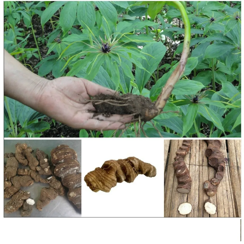 High Quality Brown Paris Polyphylla Root At Cheap Price From Vietnam ...
